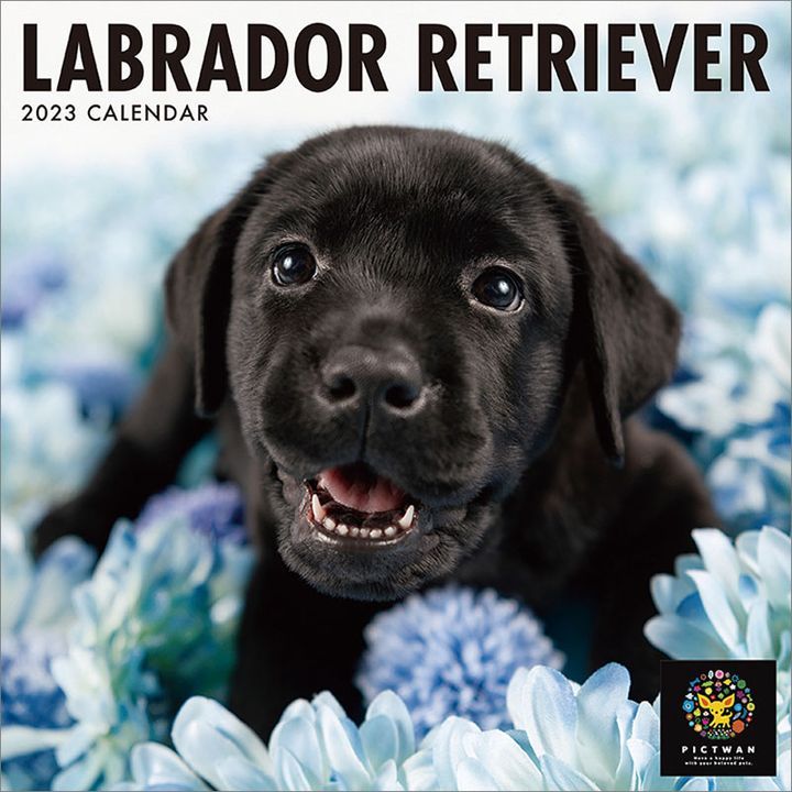 YESASIA: Labrador Retriever 2023 Calendar (Japan Version) PHOTO/POSTER ...