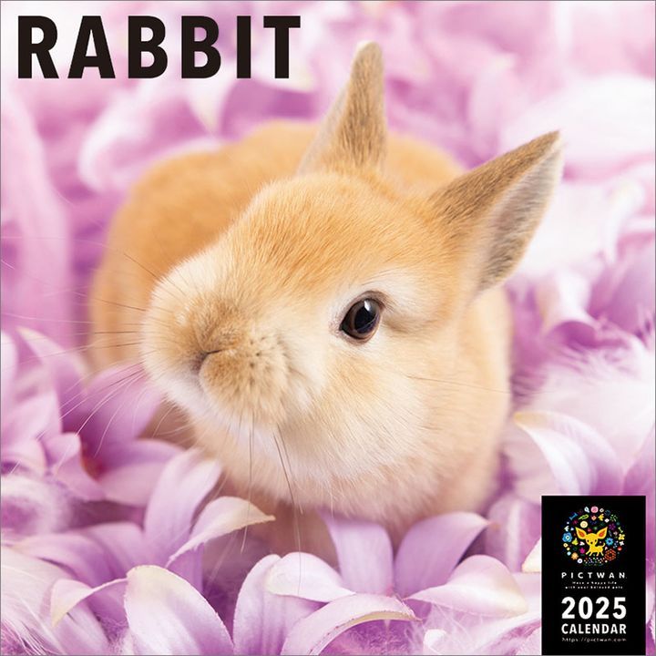 YESASIA: THE RABBIT 2025 Calendar (Japan Version) CALENDAR,PHOTO/POSTER ...
