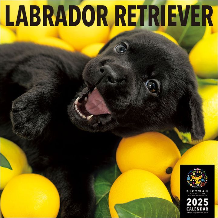 YESASIA: Labrador Retriever 2025 Calendar (Japan Version) CALENDAR ...