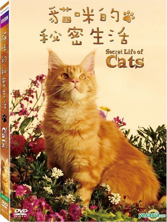 YESASIA: Secret Life of Cats (DVD) (Taiwan Version) DVD - Deltamac (Taiwan) Co. Ltd (TW ...