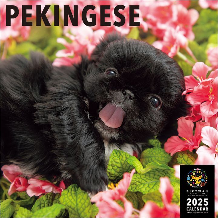 YESASIA: Pekingese 2025 Calendar (Japan Version) CALENDAR,PHOTO/POSTER ...